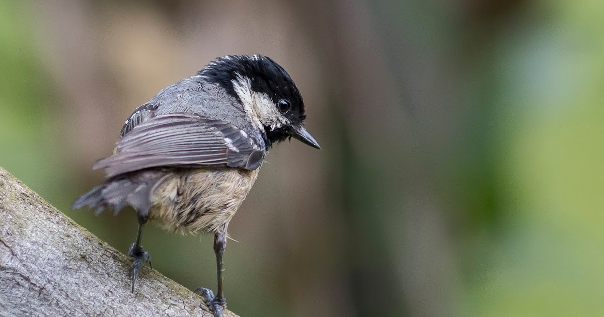 Digiscoping/fotografía por Asturias, y más.: Los páridos mas comunes en ...