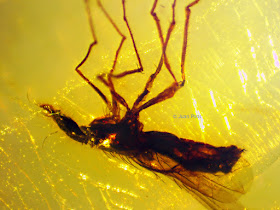 Microscope World Blog: November 2016