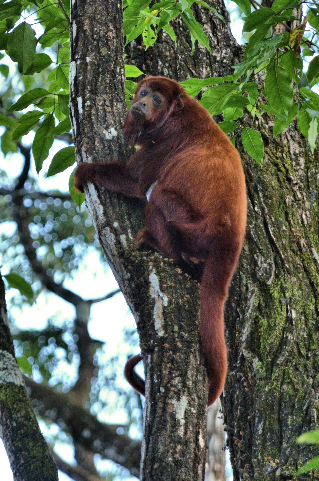 Bahama Bob's Rumstyles: Remembering the Travel Spots