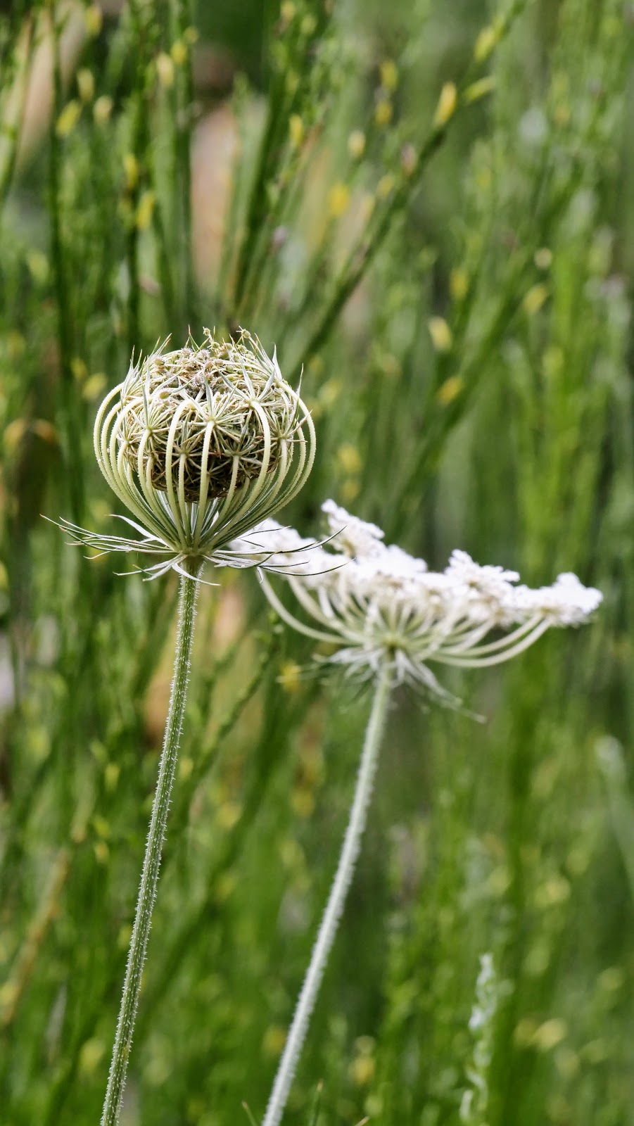 j'ai vu, j'ai photographié, je partage: Encore des fleurs de carottes ...