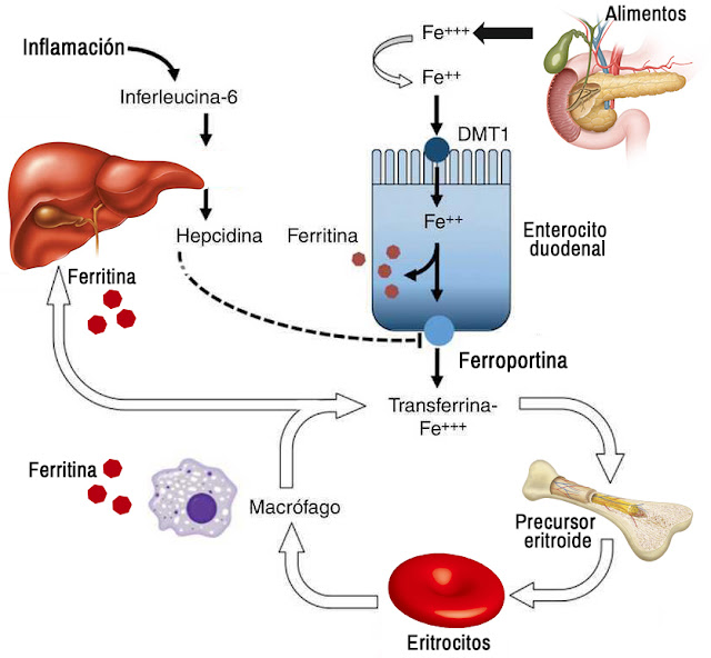 ATENSALUD: Enfermaría Geriátrica y Sociosanitaria: Analisis de Transferrina