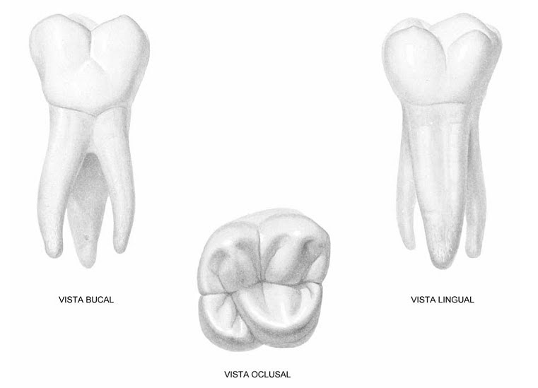 Tutorial Anatomía Cabeza y Cuello: PRIMER MOLAR SUPERIOR PERMANENTE