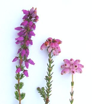 Fred and Sarah: Heather for Heather