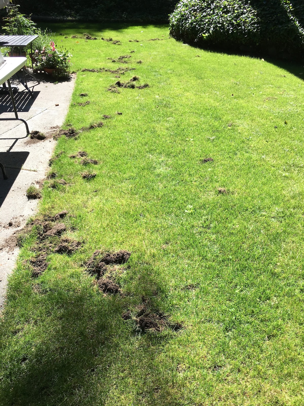 Shoreline Area News: The Curious Mystery of a Dead Mole