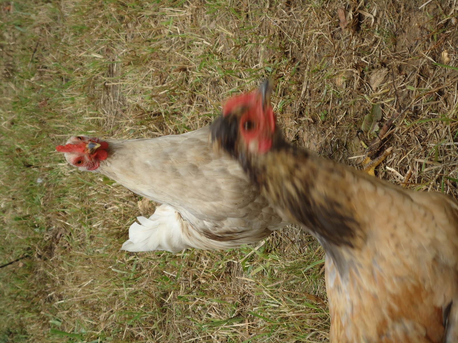 Narrow Path Farm: Dancing chickens