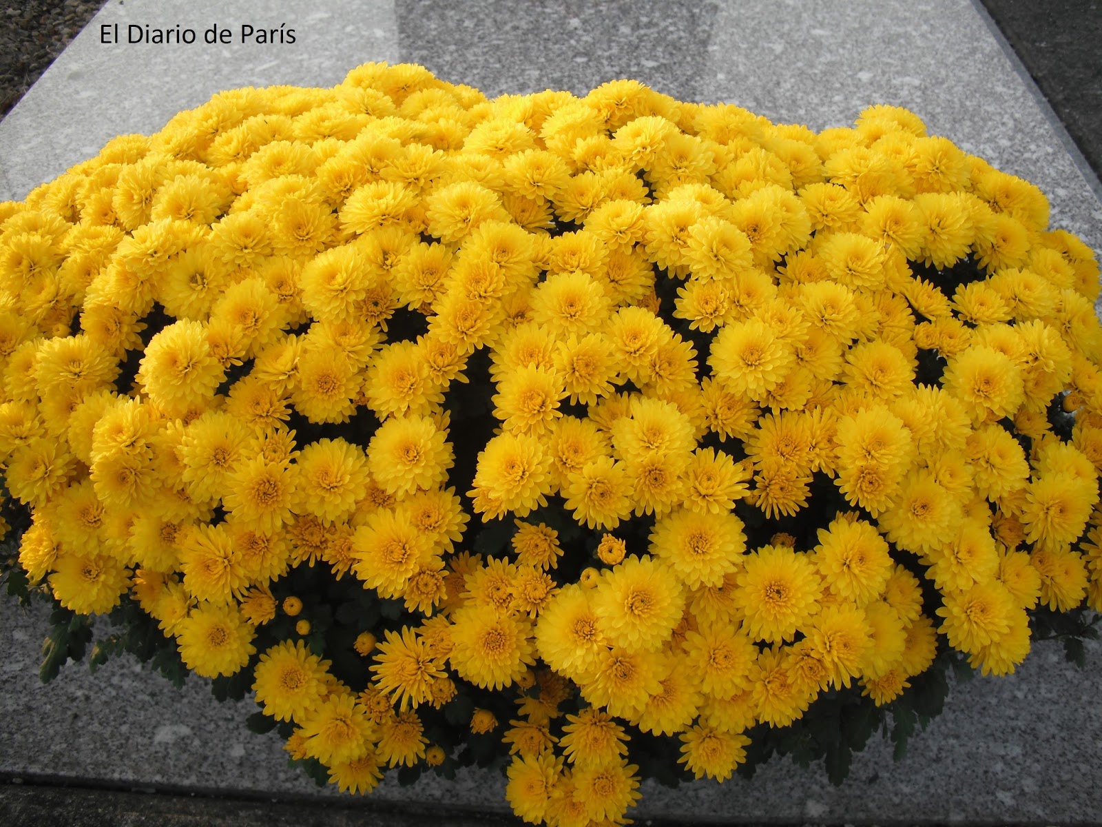 El Diario de París: Crisantemos amarillos