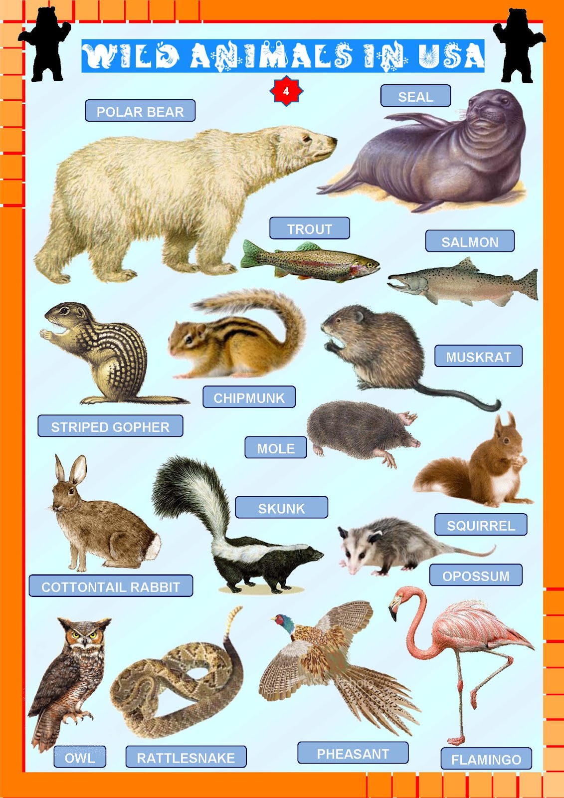 Wild Animals In The Us | Animals In The Usa – Limmerkoll