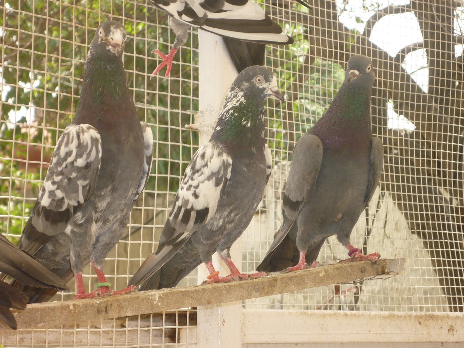 Pigeons | Kabootar Baaz | Pigeons Photos: Kabootar