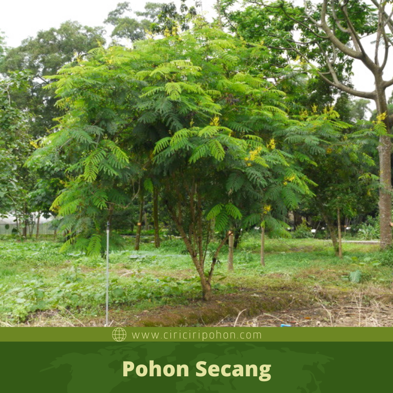 Ciri Ciri Pohon Secang (Caesalpinia sappan) Di Alam Liar ...
