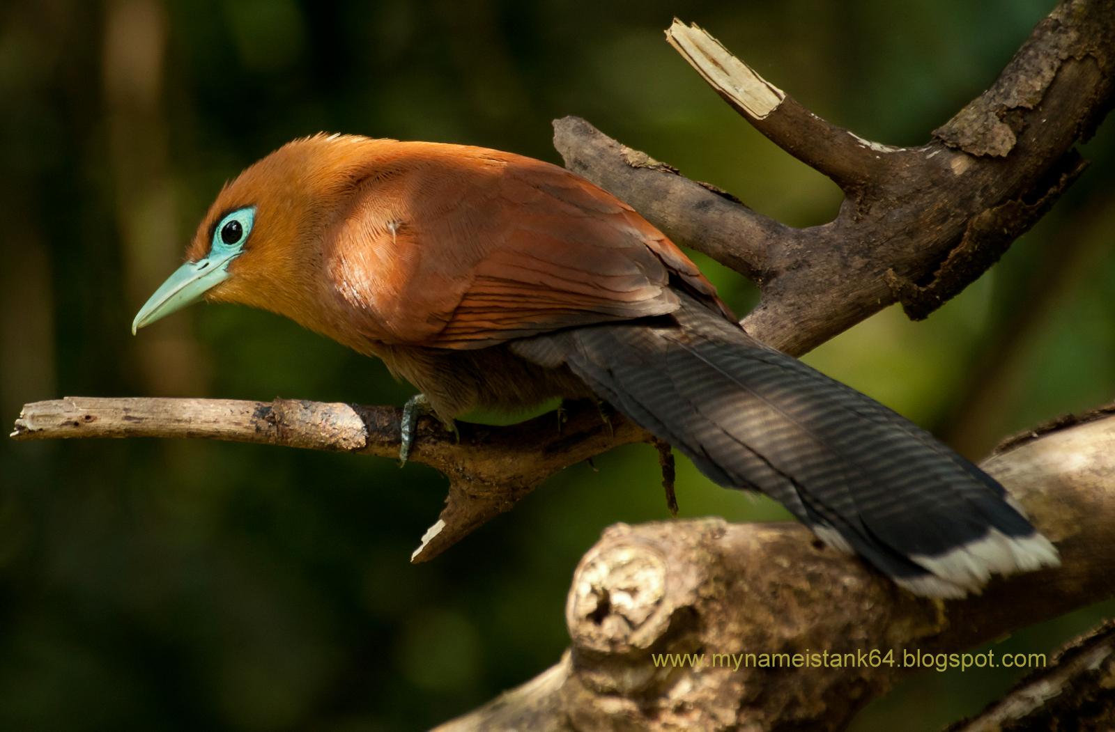 Birds of Malaysia @ mynameistank64: Raffles's Malkoha (Rhinortha ...