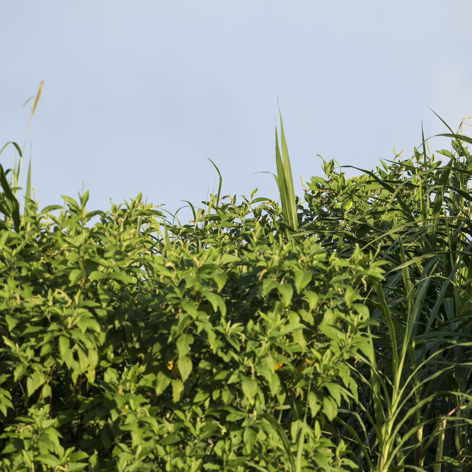 The Parrot and the Parrotlet