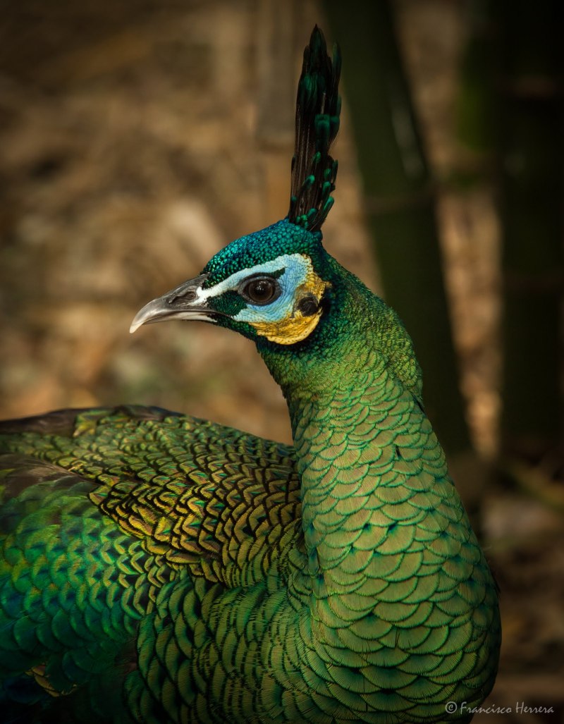 Most Beautiful Green Java Peacock Pictures