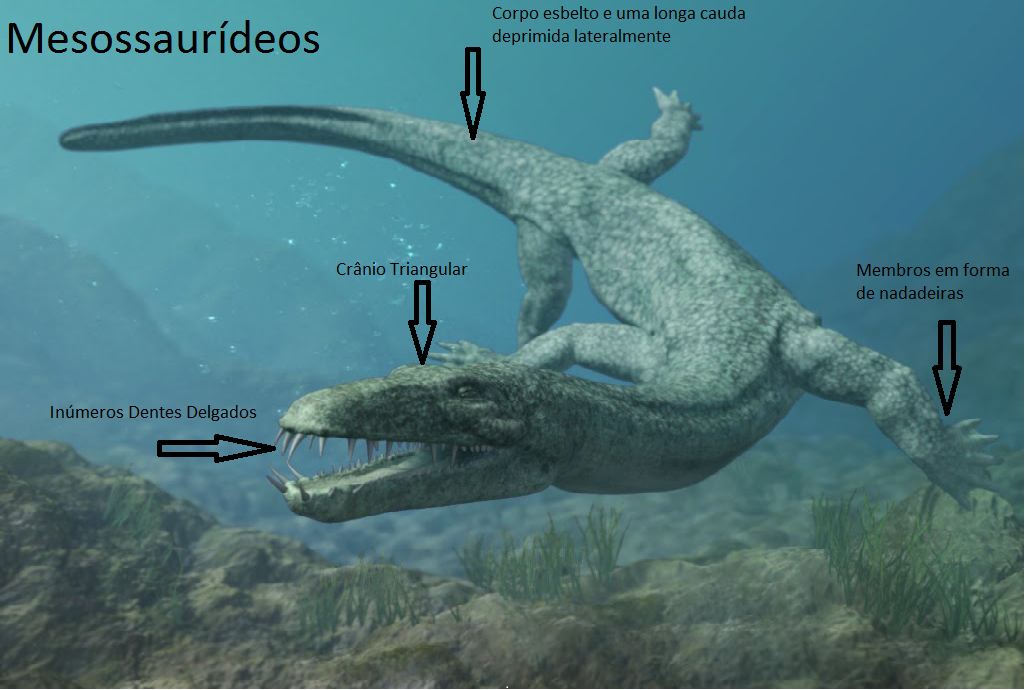 Galeria de fotos | Mesosaurus