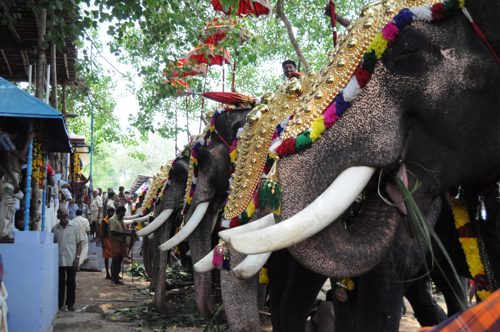 A Day in Nemmara Kerala: Temple Festival Filled with Lights and sounds...
