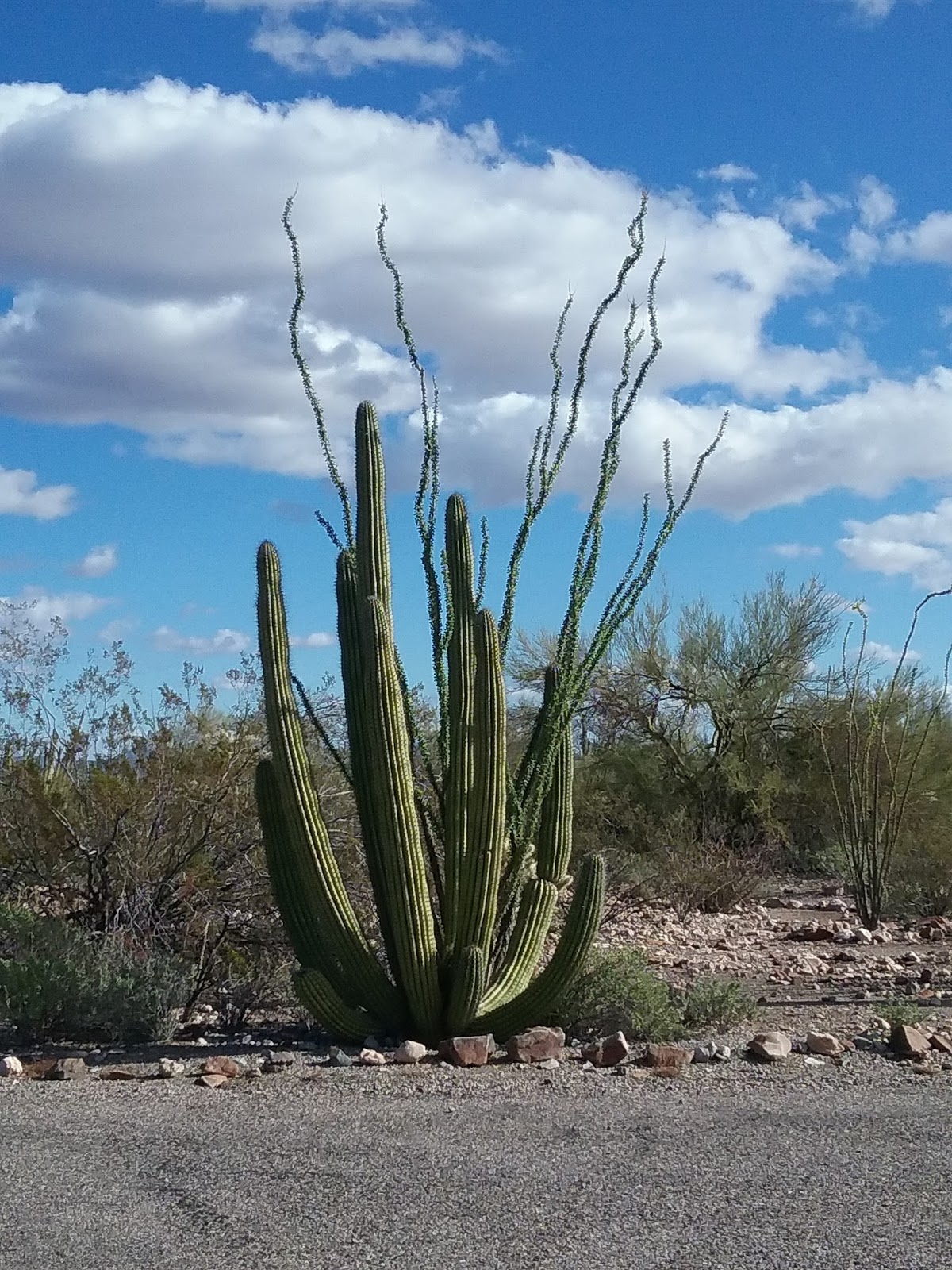 Road Runner: Quick trip to Yuma & Organ Pipe Cactus National Monument.