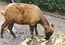 Mengenal Anoa, Sapi Cebol dari Sulawesi
