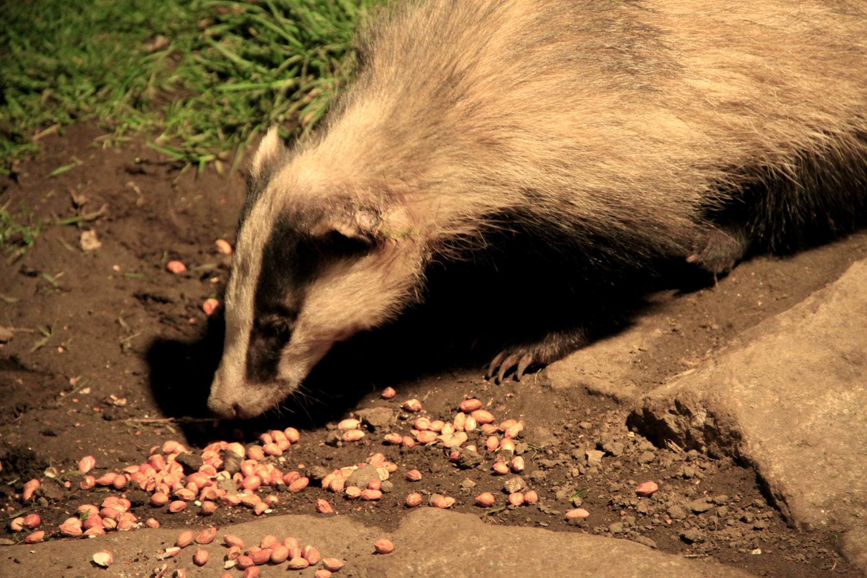 Aves en Requena Utiel: El crimen del tasón