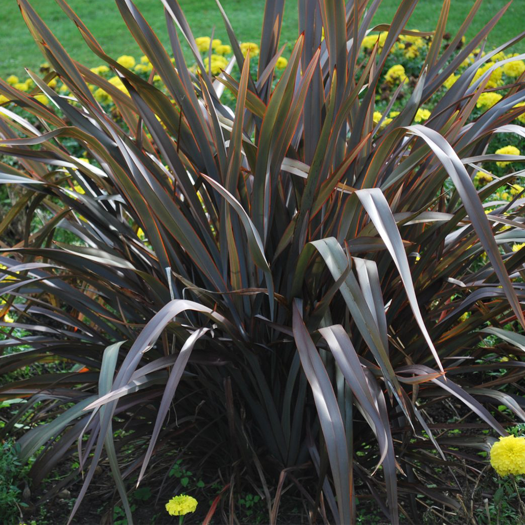 Phormium «Formio, Lino de montaña» - Id Plantae