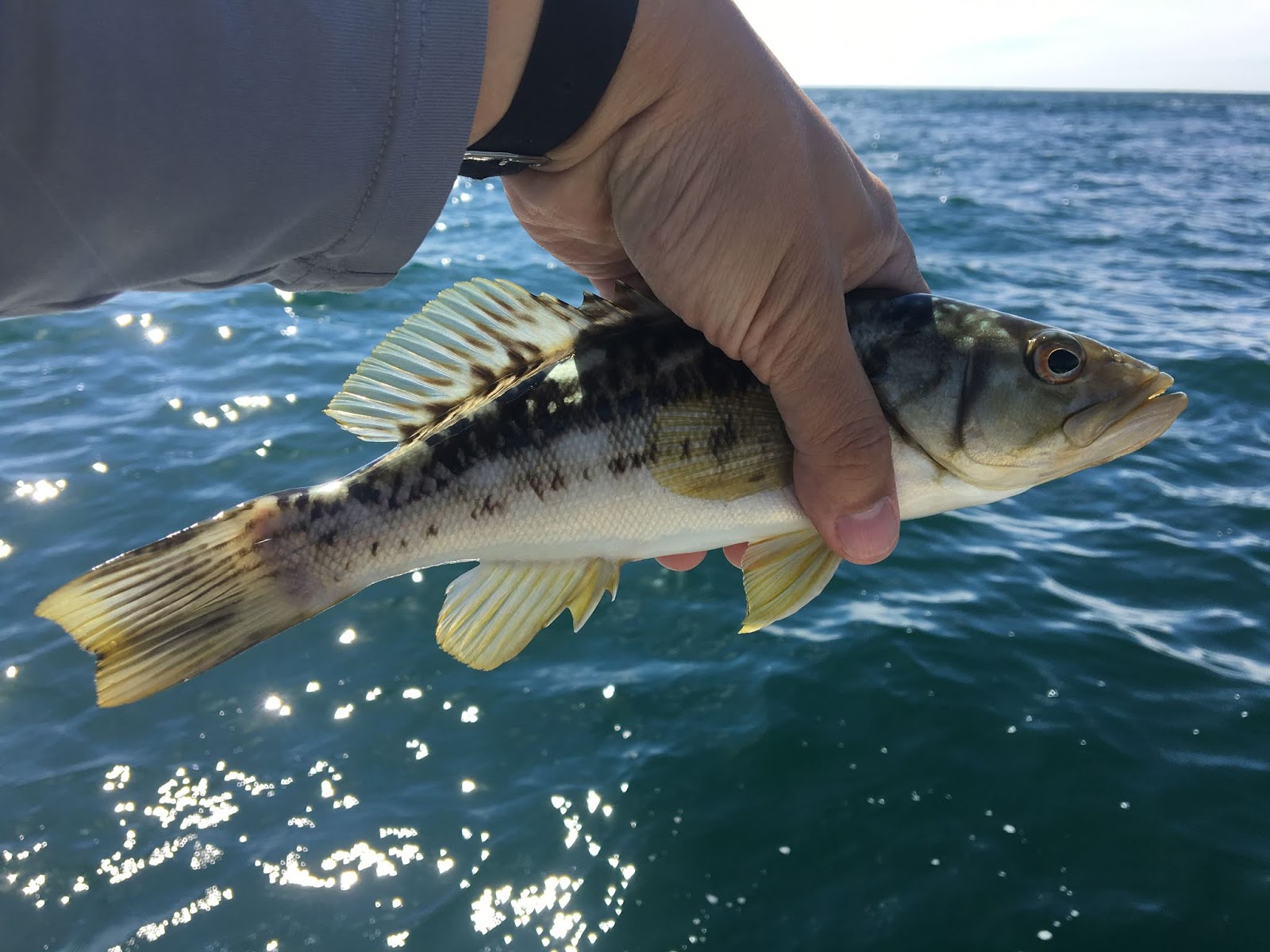 The Gourmet Sportsman: Couple Unimpressive Days on the Water