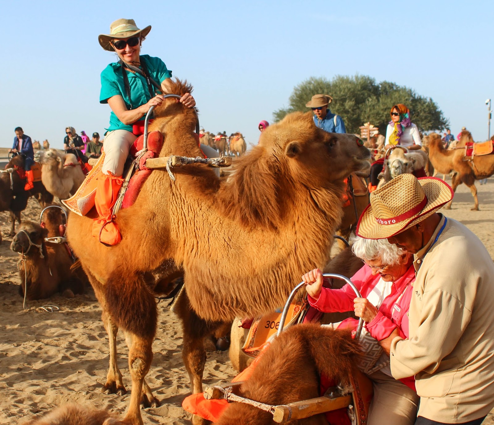 Cannundrums: Bactrian Camel