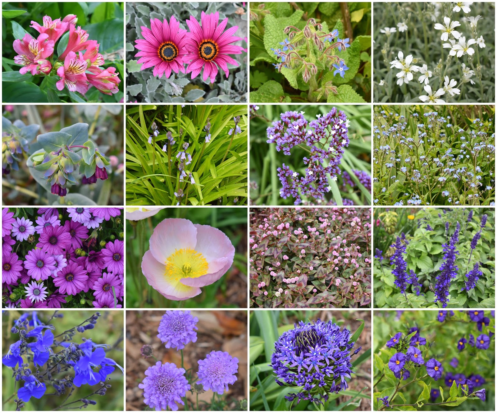 Late to the Garden Party: Local Spring Flower-fest