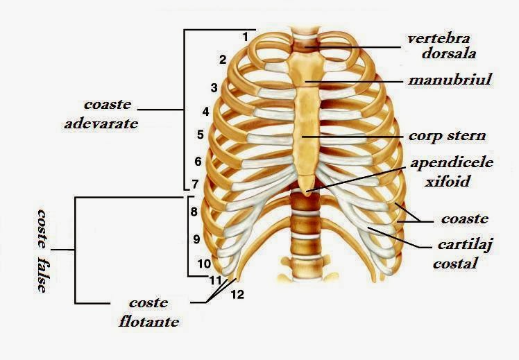 Angel Blue: Cutia toracica
