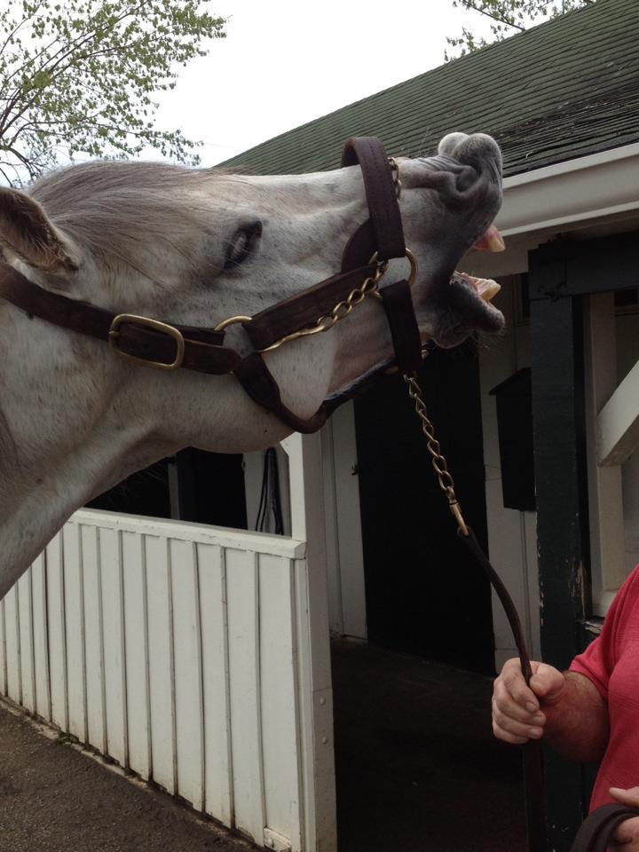 Life with horses: Spring break day 2.. Meeting Monarchos