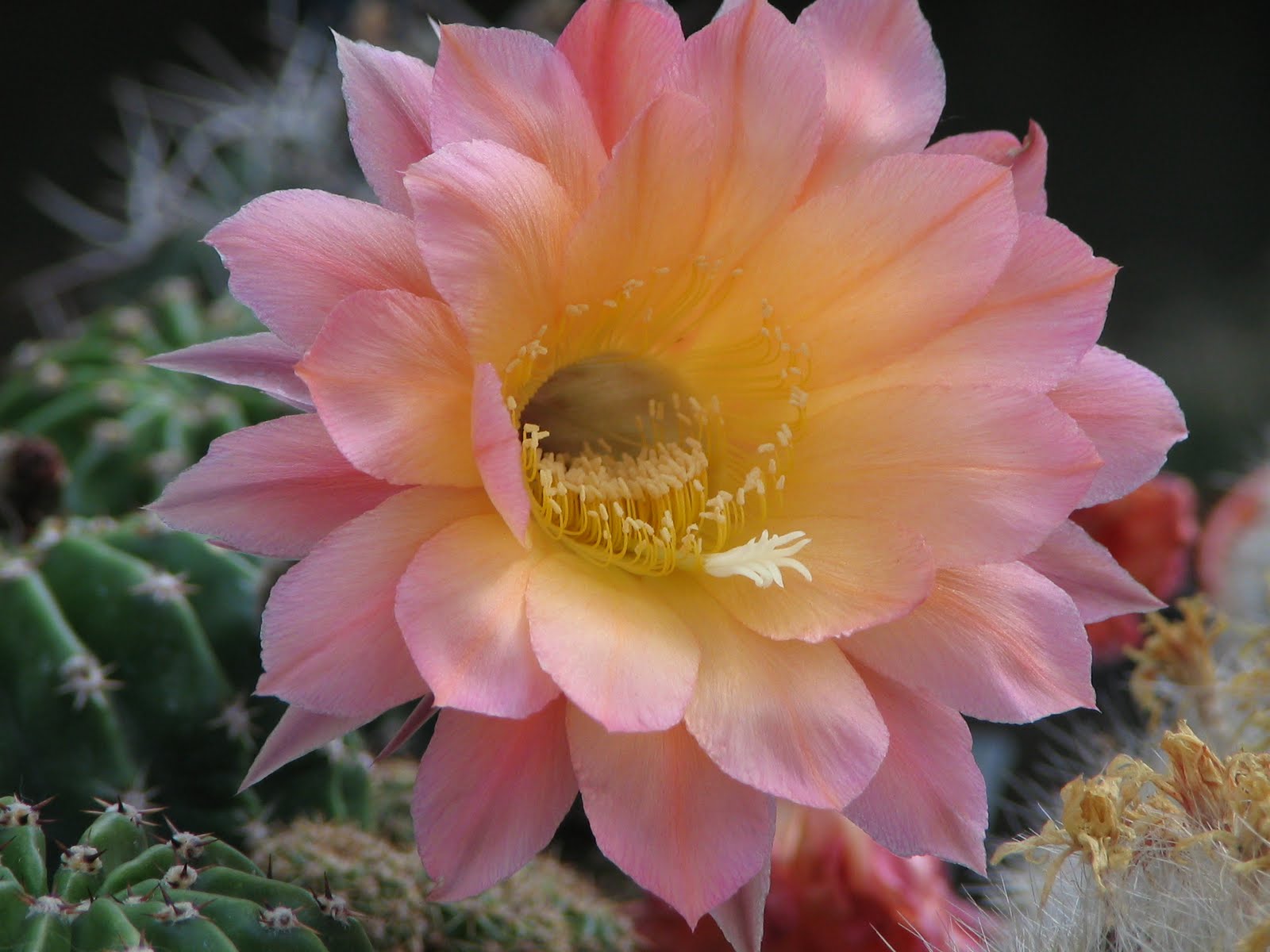 LA MULTI ANI, ROMANIA!: Flori de cactus