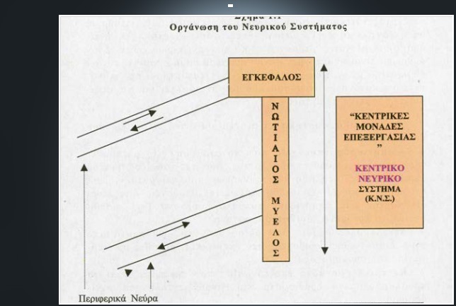 ANATOMIA- ΦΥΣΙΟΛΟΓΙΑ Ι Β ΤΑΞΗ ΕΠΑΛ: ΔΟΜΗ & ΛΕΙΤΟΥΡΓΙΑ ΤΟΥ ΝΕΥΡΙΚΟΥ ...