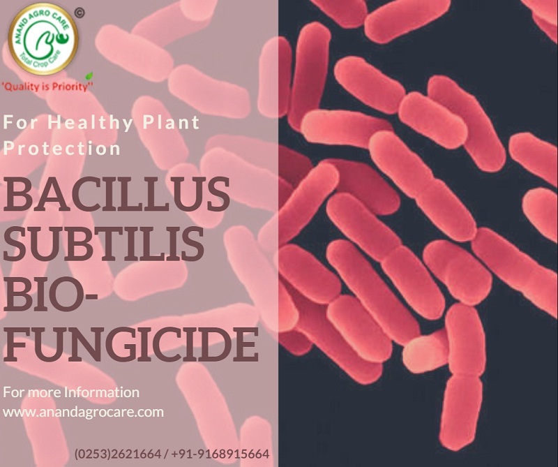 Anand Agro Care: Bacillus Subtilis Bio-fungicide