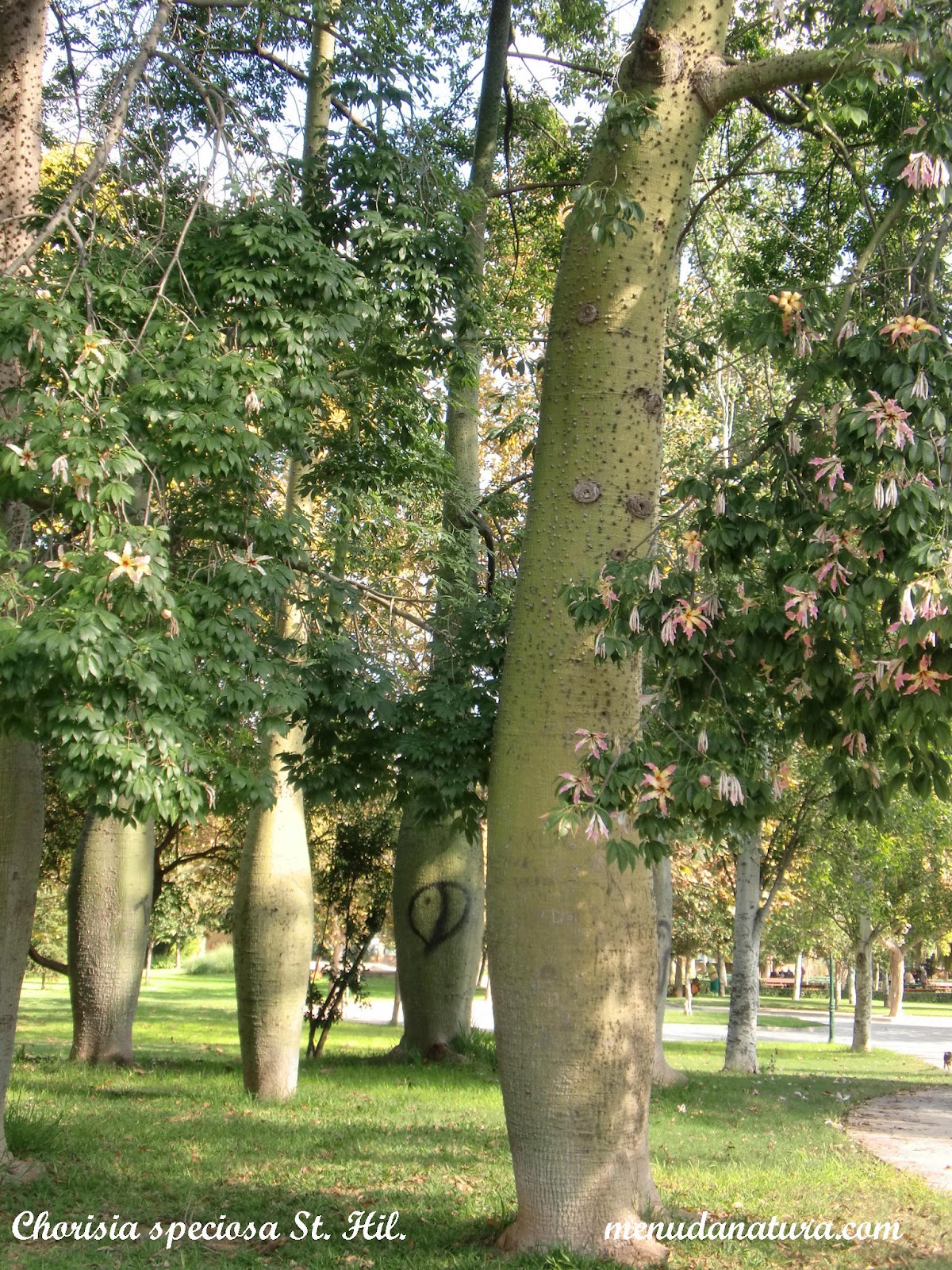El Jardí de Menuda Natura: Corísia, Árbol botella, Árbol de la lana ...