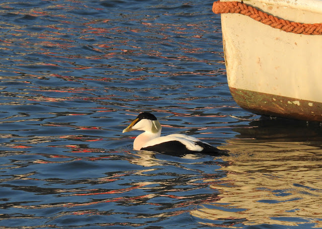 Not Quite Scilly: Lyme Rocks