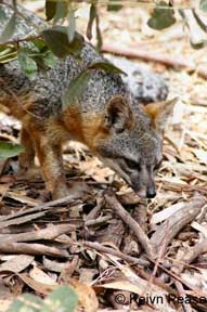 Friends of the Island Fox: Insight on Channel Island Fox Territory Size ...