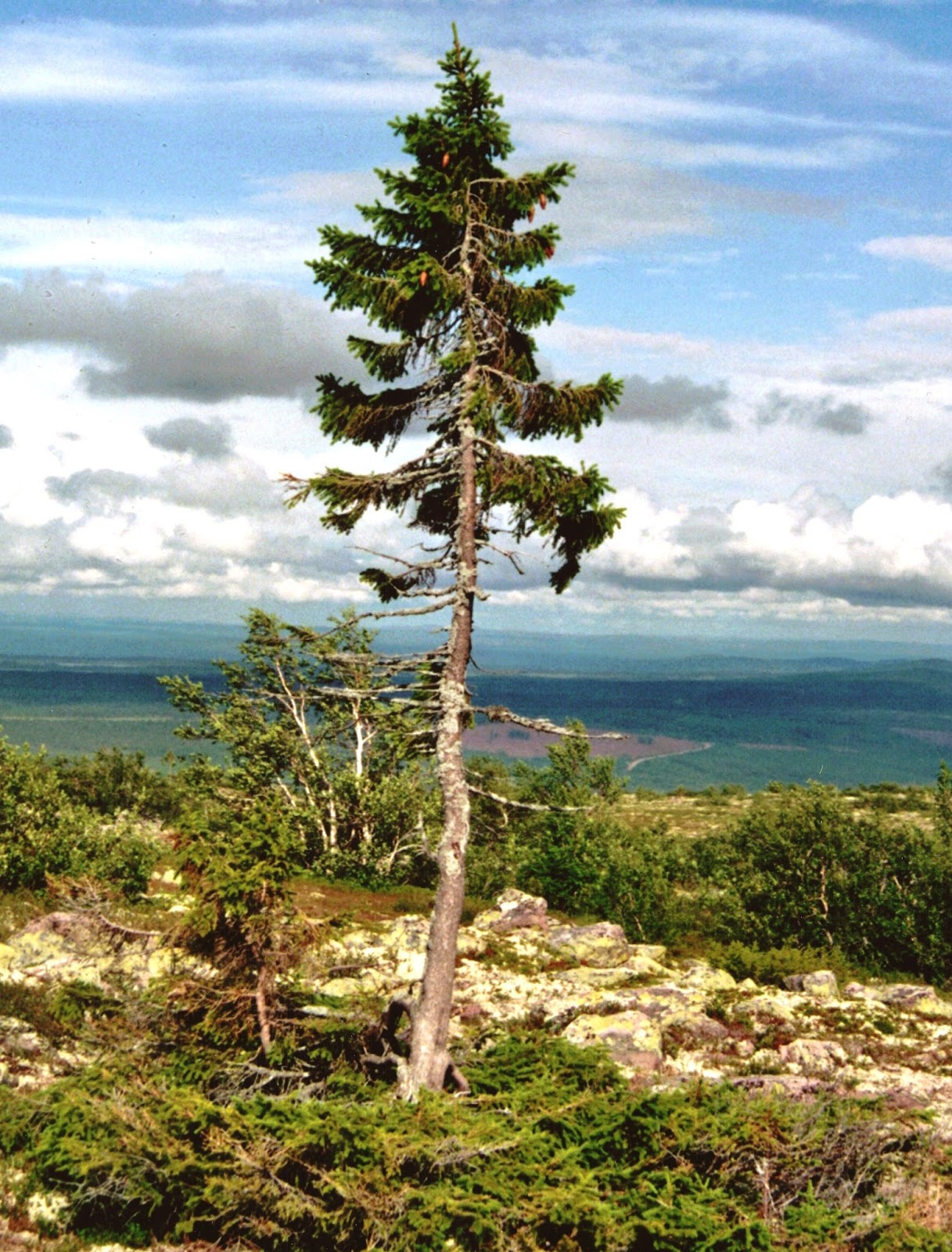 Ultima Thule: Oldest tree on earth: 'Old Tjikko'- if only trees could ...