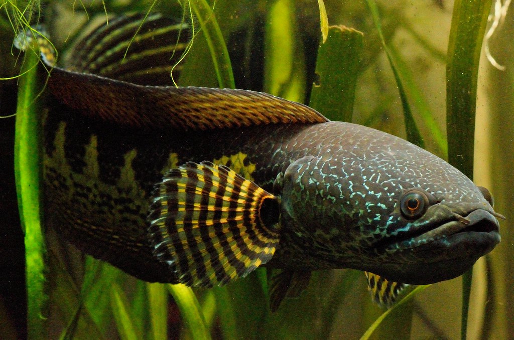 Channa Fish@Snakehead, Ada Yang Harga Sultan, Spesies Mana Pilihan Anda?