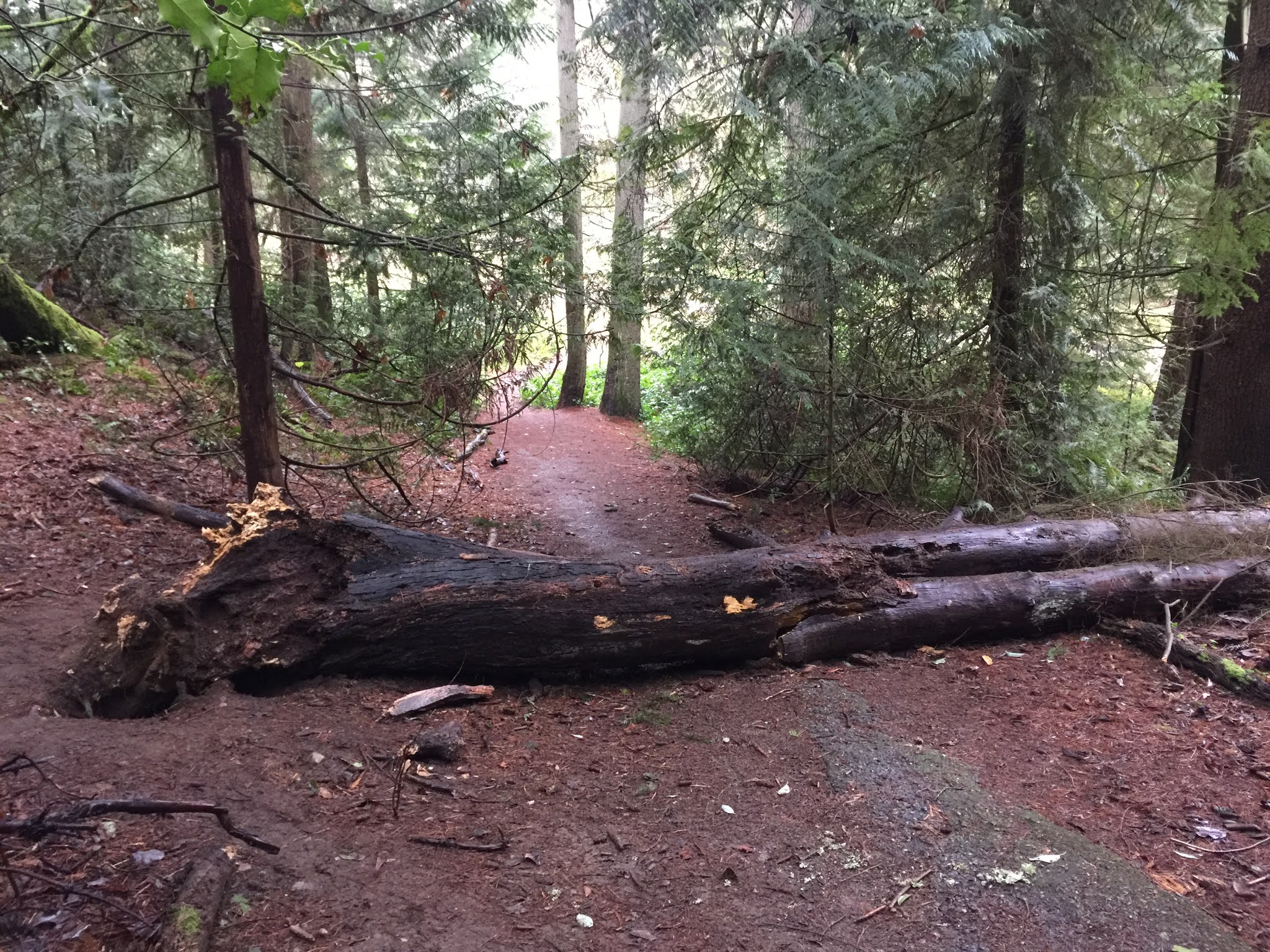 Shoreline Area News: If a tree falls in the forest and no one hears it
