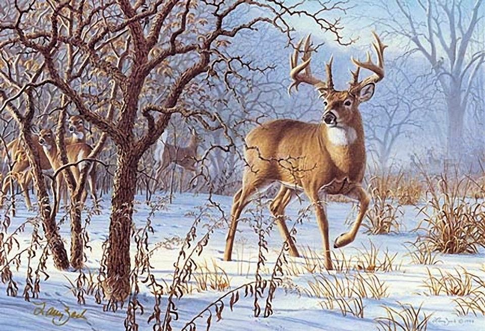 Marian's Hunting Stories, etc., etc., etc...: Deer In The Snow Marian's Hunting Stories, etc., etc., etc...: Deer In The Snow