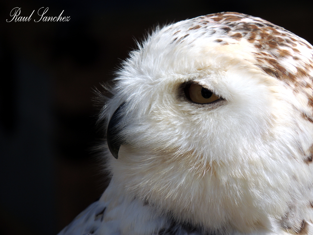 Naturaleza Viva : Búho Nival , búho del Ártico o gran búho blanco.