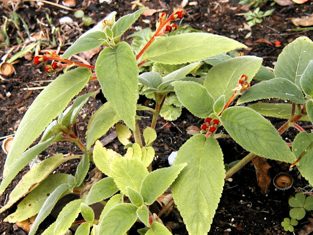 Late to the Garden Party: What's Grabbing My Attention Now