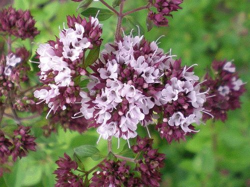 ΜΑΤΖΟΥΡΑΝΑ - Origanum Majorana | ΒΟΤΑΝΟΘΕΡΑΠΕΙΑ . ΘΕΡΑΠΕΥΤΙΚΑ ΦΥΤΑ ΚΑΙ ...