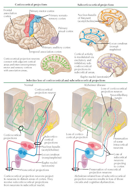 CORTICOCORTICAL AND SUBCORTICOCORTICAL PROJECTION CIRCUITS - pediagenosis