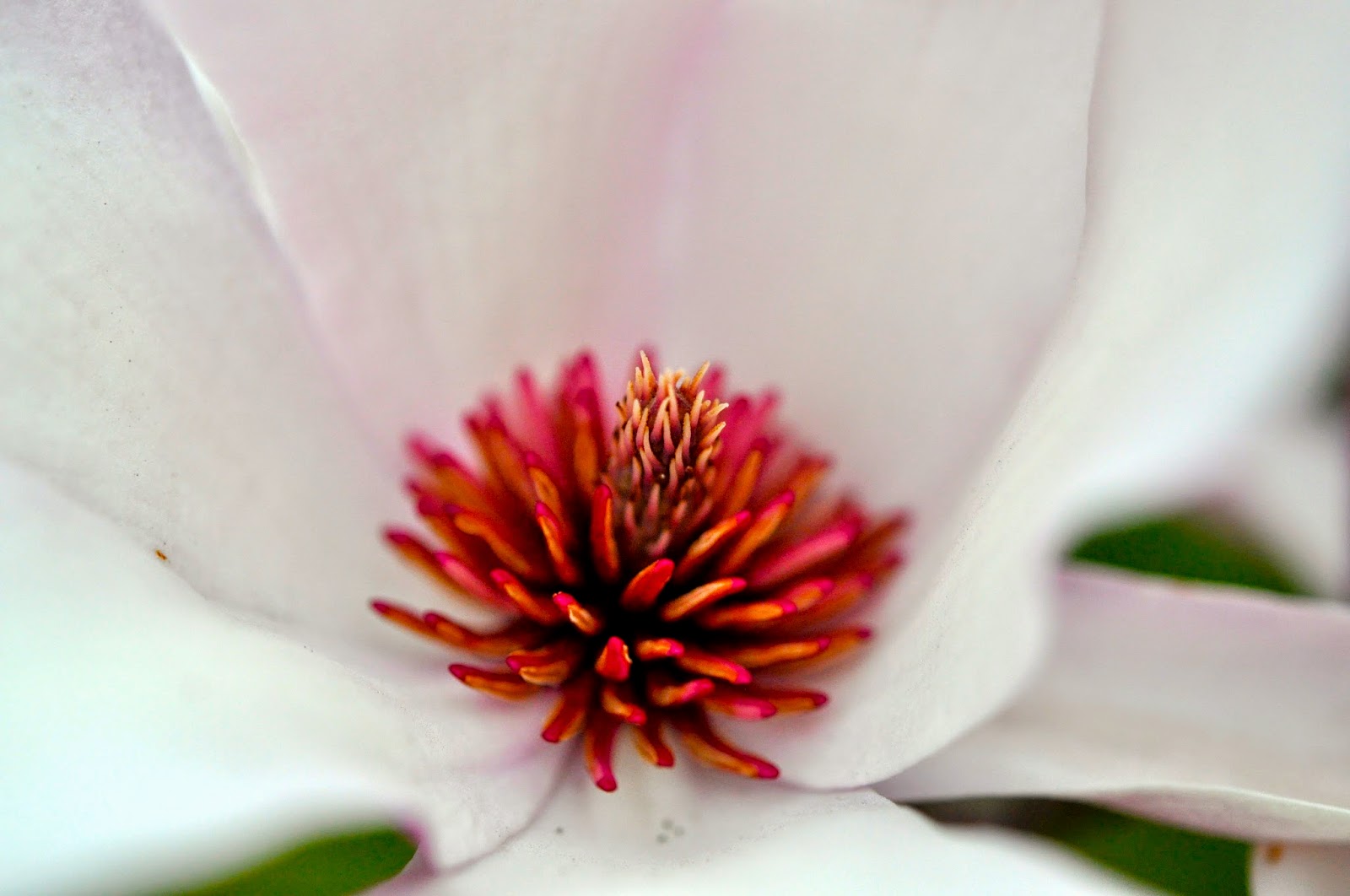 ORIGAMI MAMI: Magnificent Magnolias in bloom!