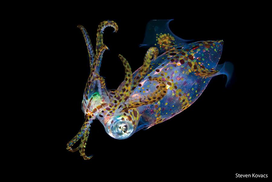 uwphotographers: UWP: STEVEN KOVACS