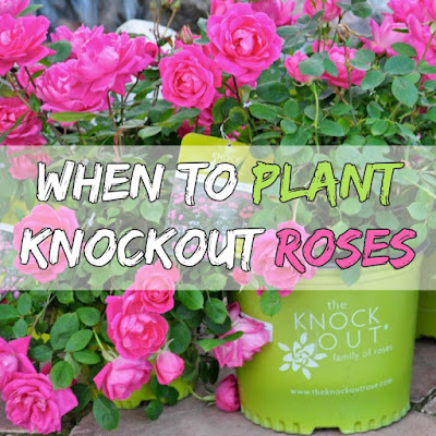 How to Plant Knockout Roses | Grow Your Own Garden