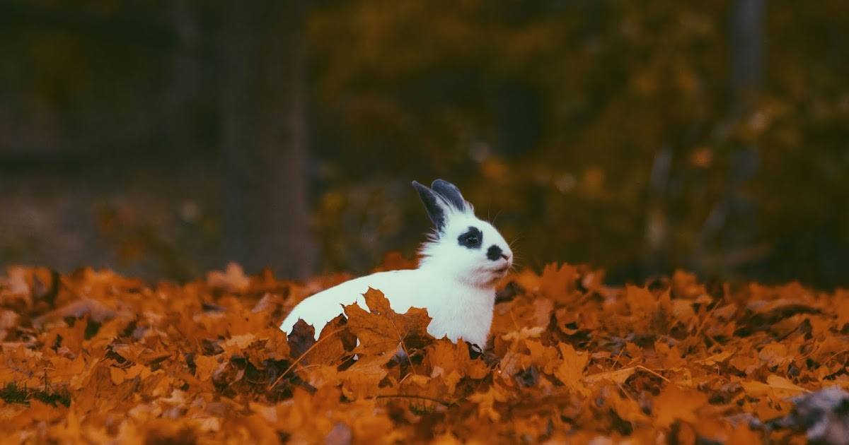 "Breed like rabbits" nghĩa là gì?