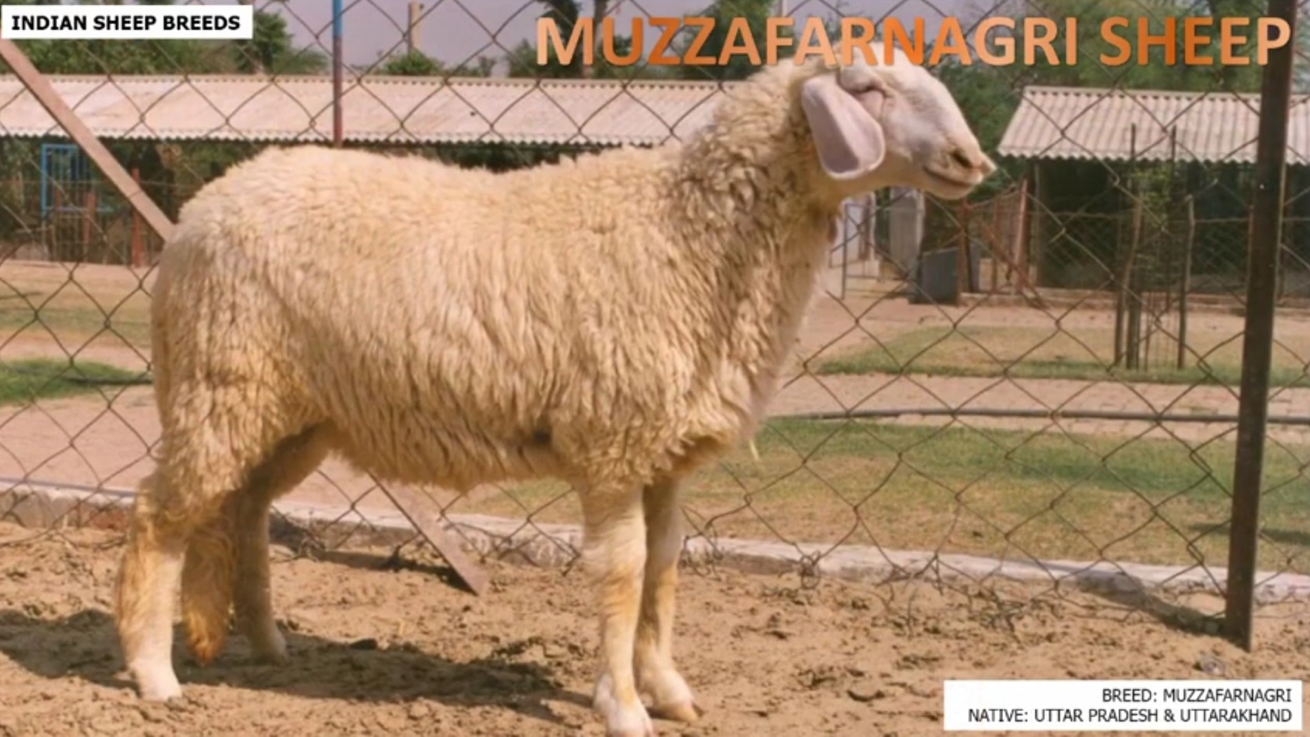 Most Popular Sheep Breeds of India