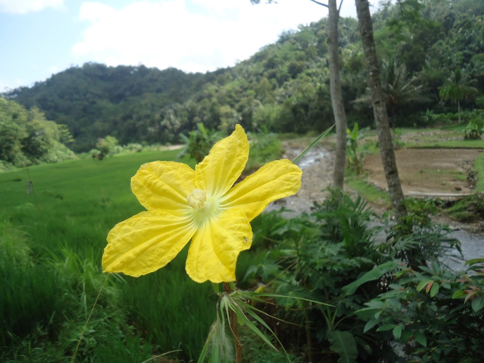 Wallpaper Bunga Labu Kuning di Bukit Menoreh - Rumah Daun Muda
