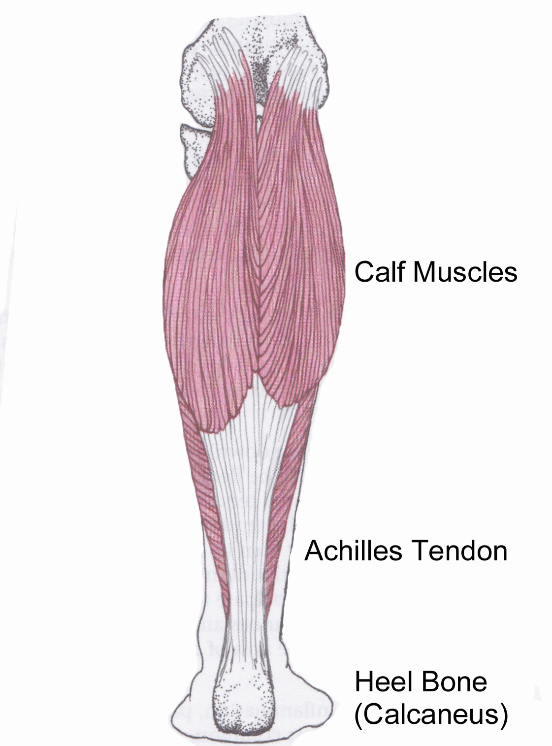 Thomas' Blog: ACHILLES TENDON