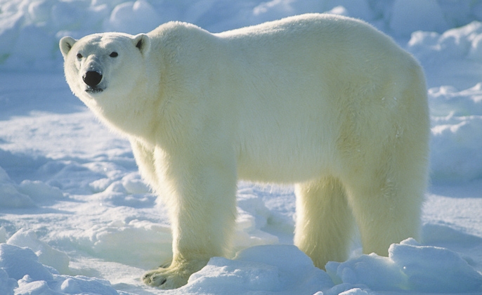 The Polar Bear | Amazing Animal Informative Facts | WildLife Of World