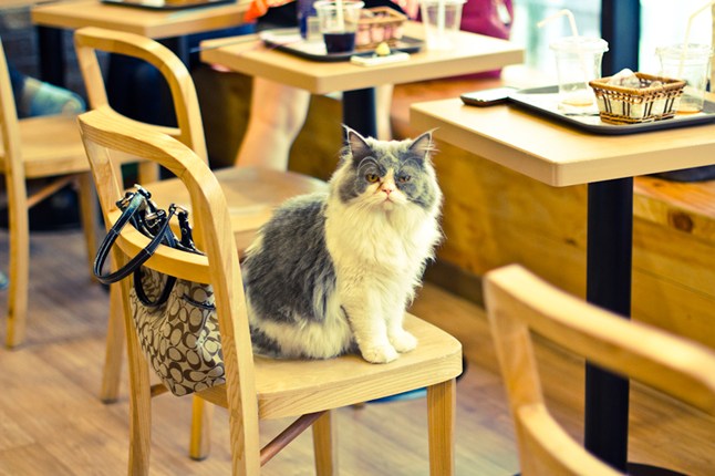 White Wolf : London's First Cat Cafe, Will Let You Enjoy A Drink And ...